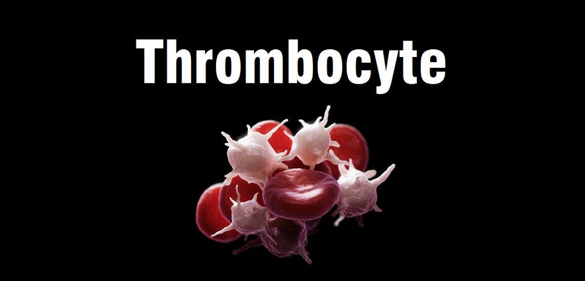 thrombocyte-com - Food and Nutrition Website