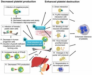 10 Causes of Low Platelets: An Alarming Fact