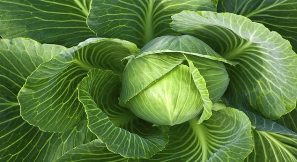 10 Best Natural Laxatives for Constipation Relief